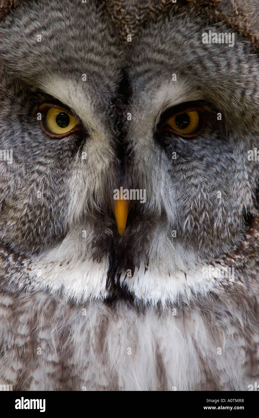 Portrait grey Cut Out Stock Images & Pictures - Alamy