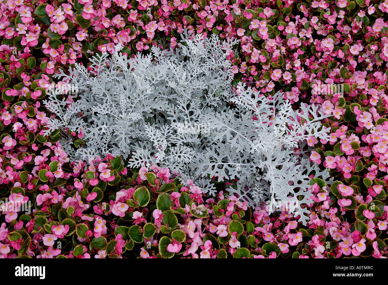 Round Diamond Dusty Miller