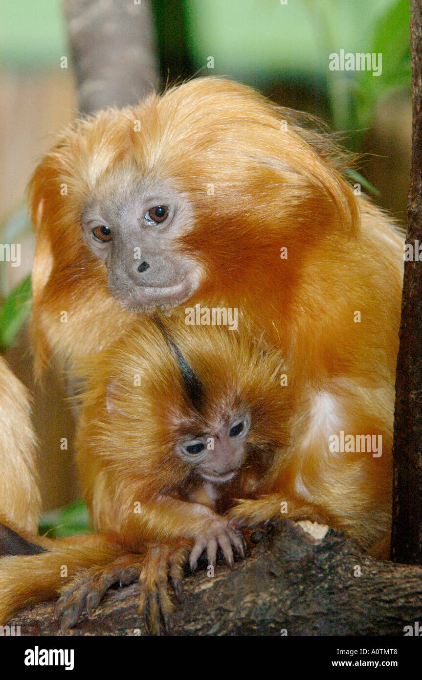 Golden lion tamarin female hi-res stock photography and images - Alamy