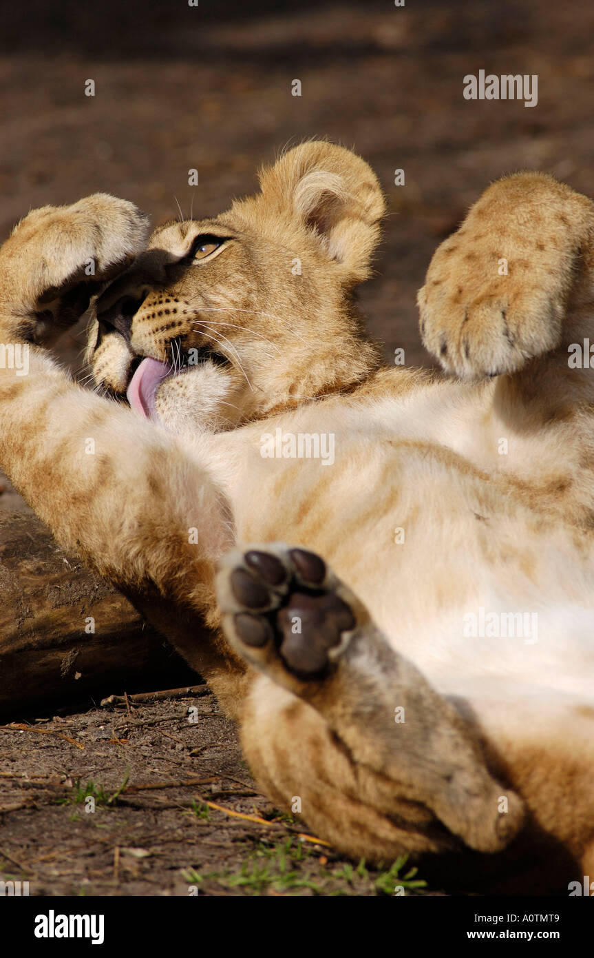 Washing the lions hi-res stock photography and images - Alamy