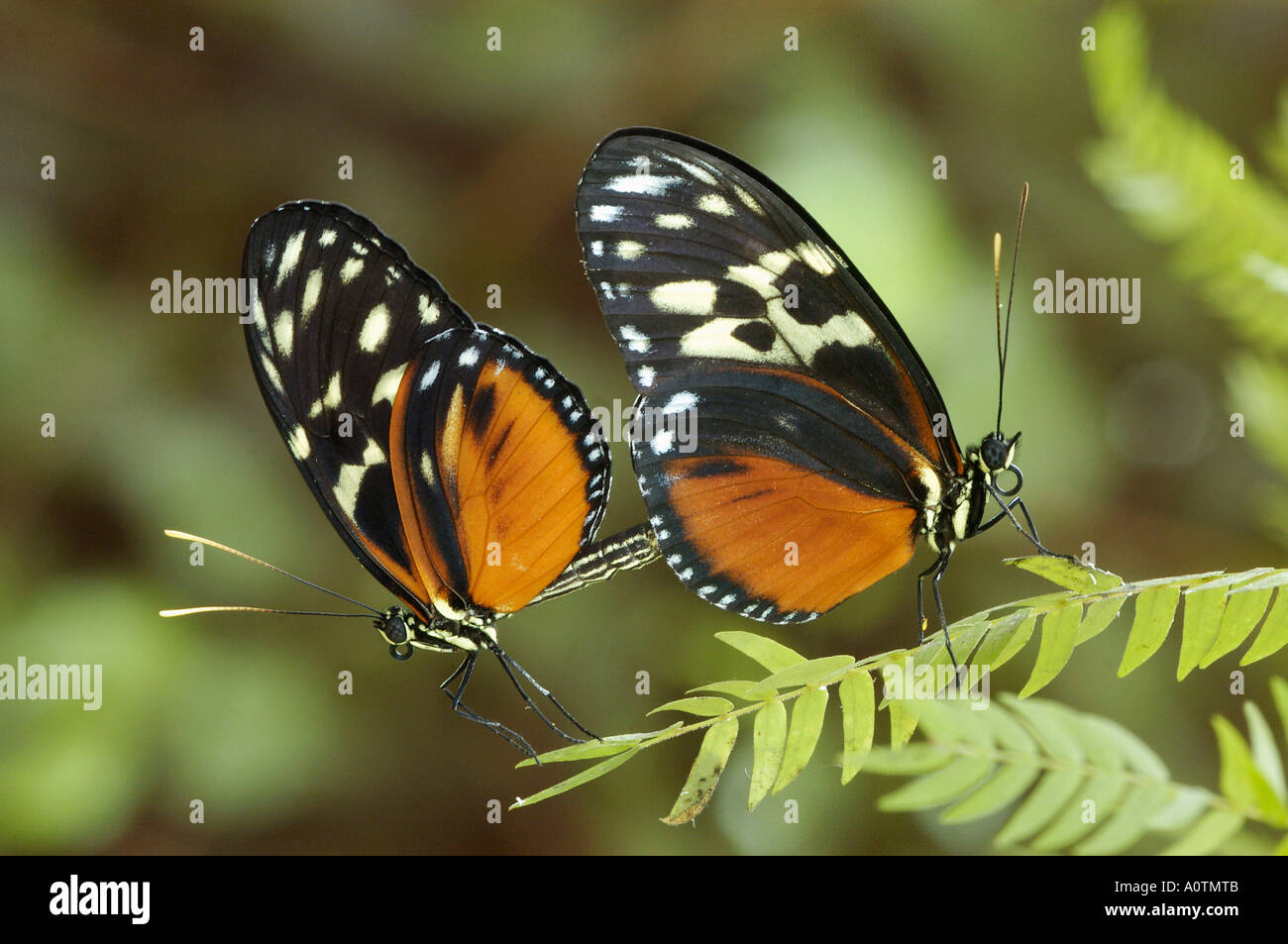 Mating Longwing Butterflies High Resolution Stock Photography and Images - Alamy