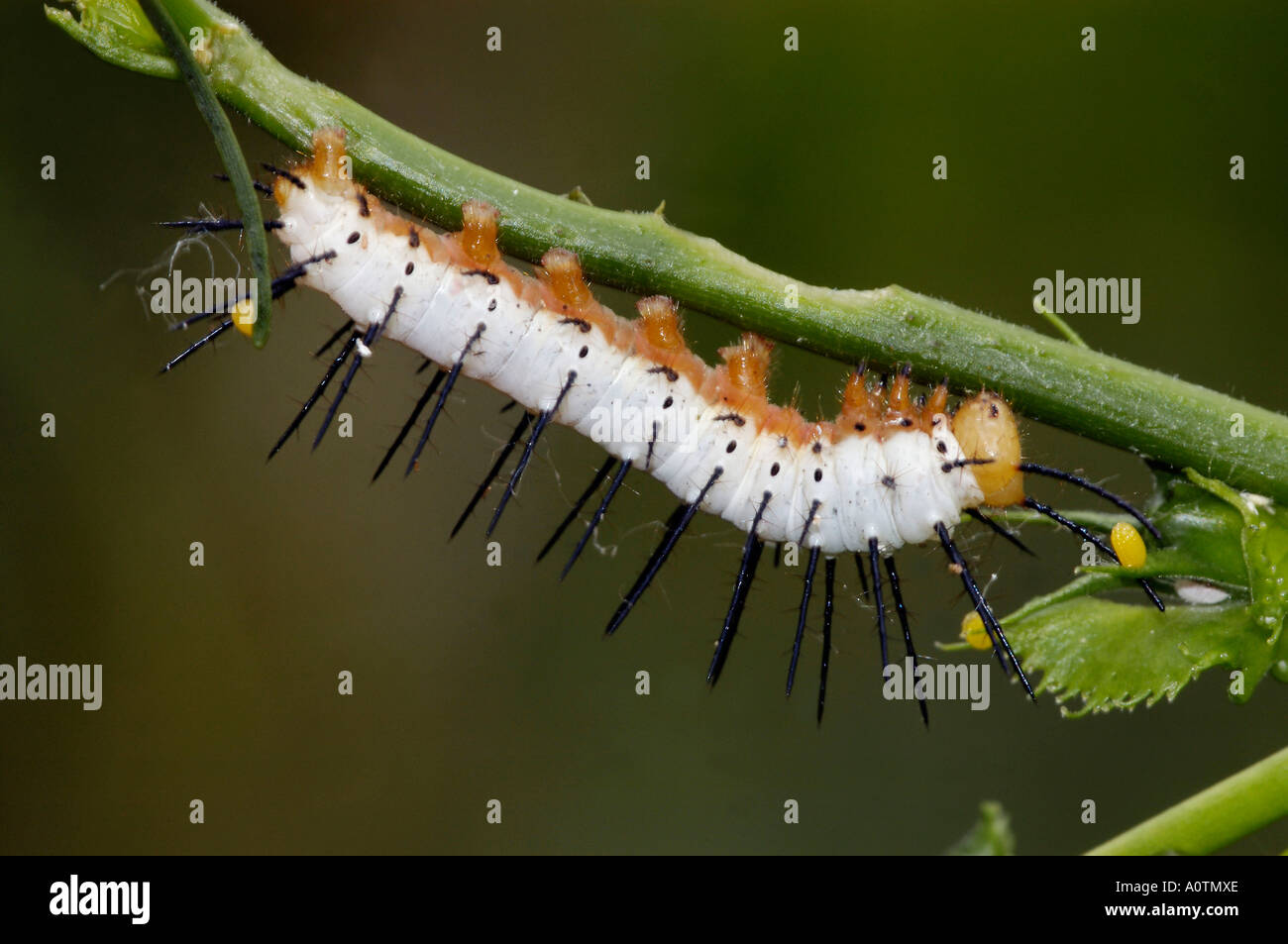 Heliconius caterpillar hi-res stock photography and images - Alamy