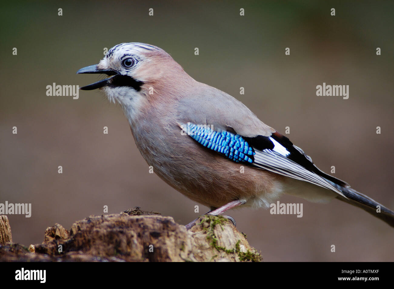 Jaybird hi-res stock photography and images - Alamy