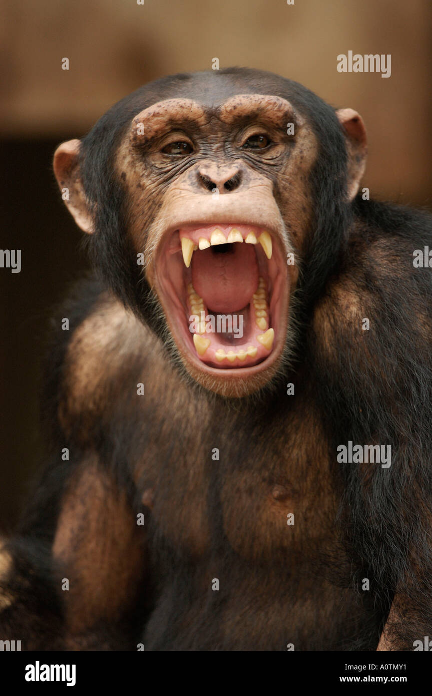 Chimpanzee / Chimpy Stock Photo - Alamy