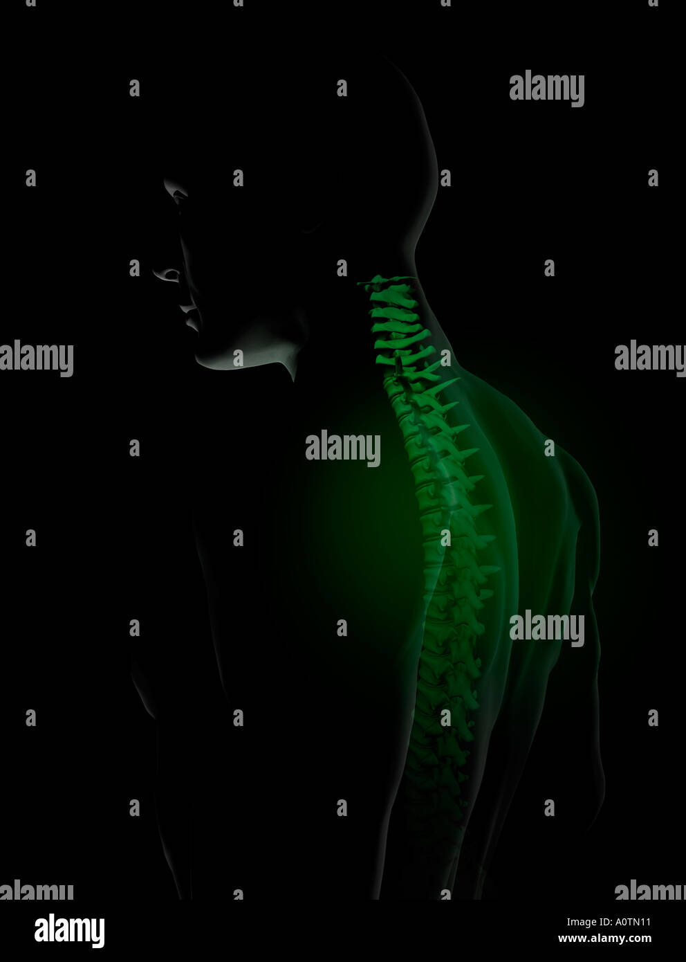 Illustration Of Man Showing Highlighted Back Bone Stock Photo - Alamy
