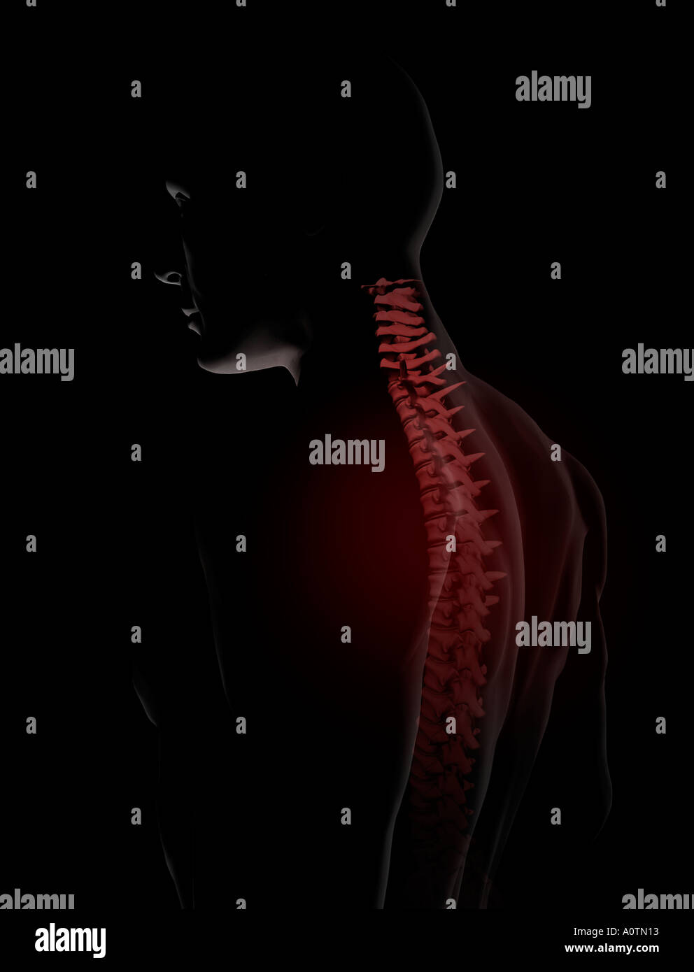 Back medical anatomy skeleton skeletal parts bones bone hi-res stock ...