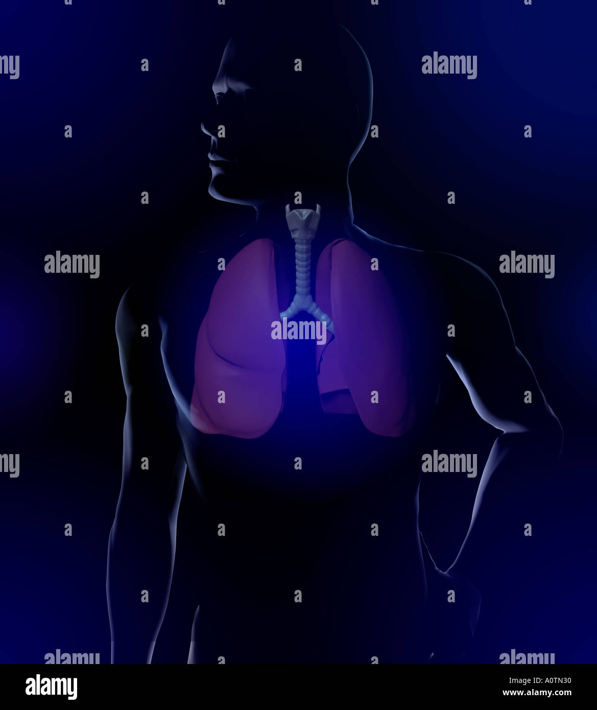 illustration of man and Upper Respiratory Stock Photo - Alamy