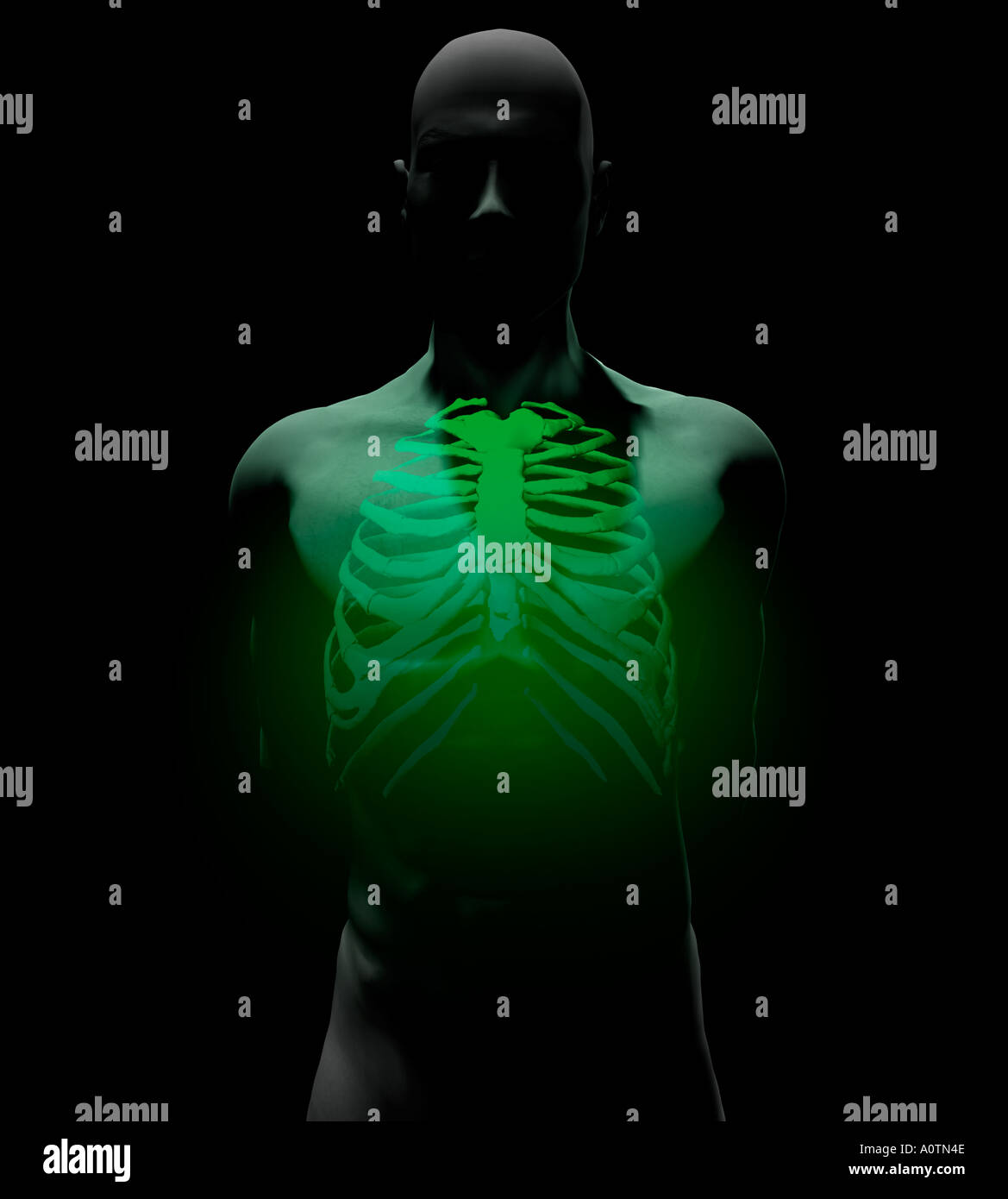 Rib cage illustration hi-res stock photography and images - Alamy