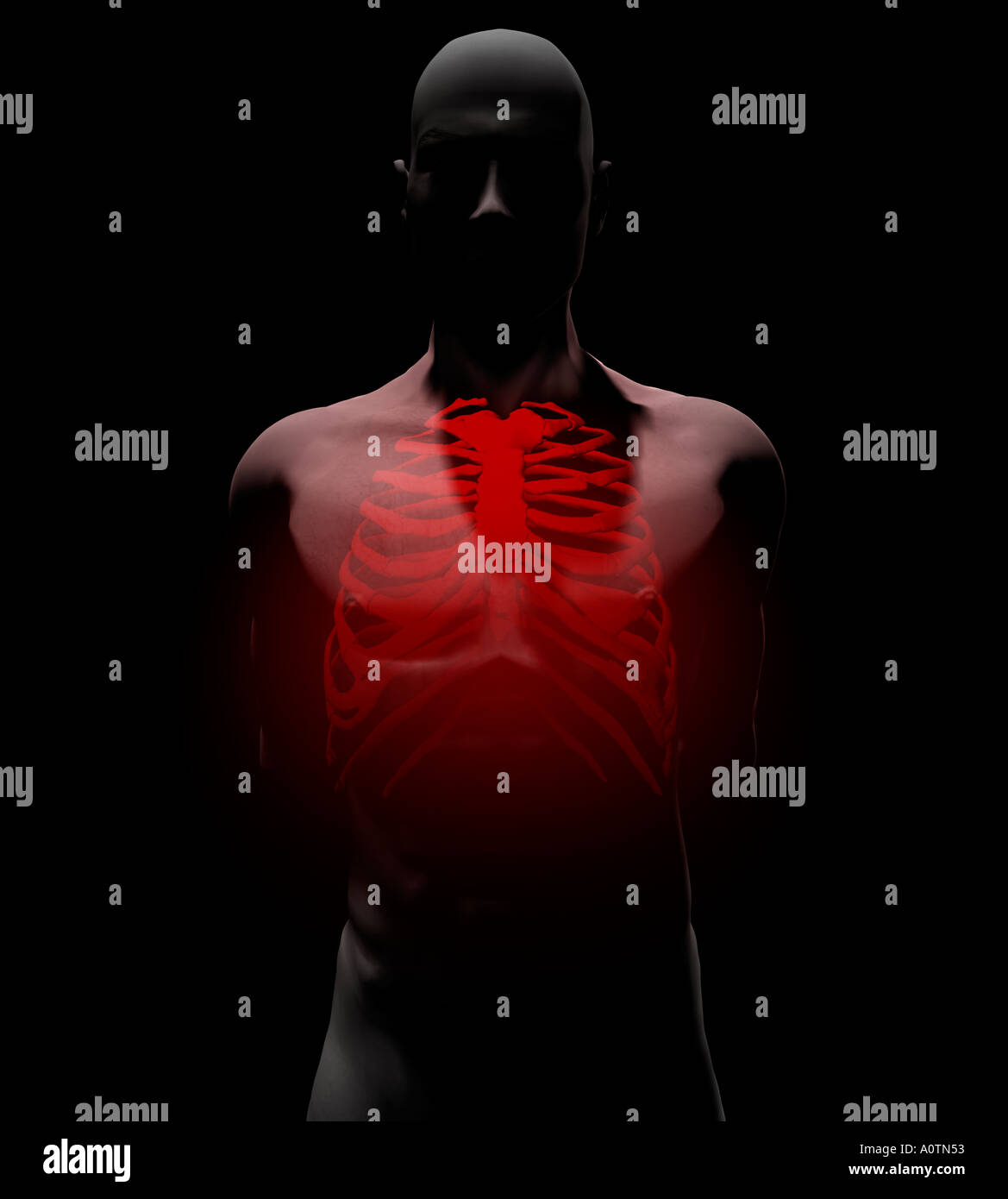 Rib cage illustration hi-res stock photography and images - Alamy