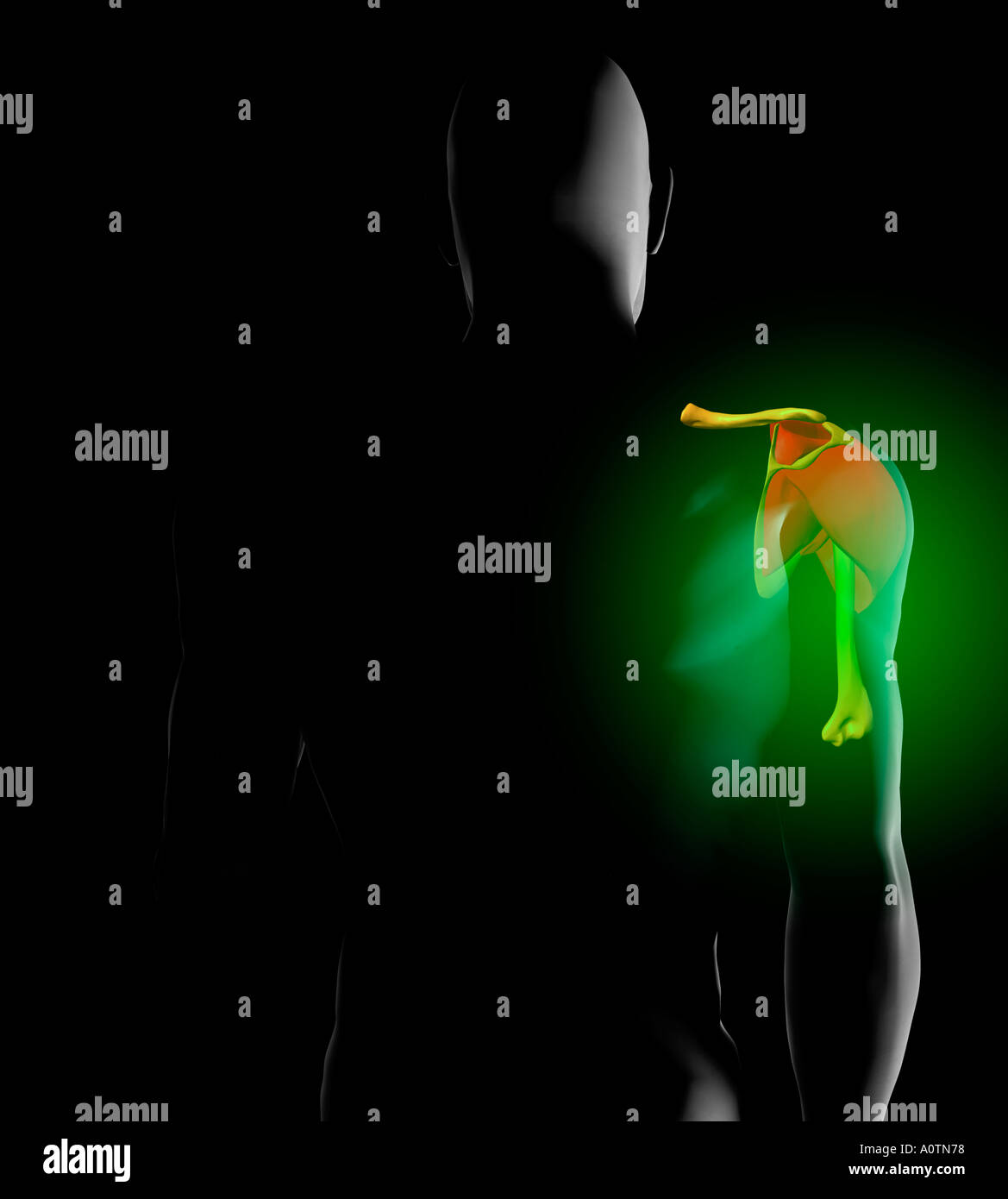 Human shoulder joint computer hi-res stock photography and images - Alamy