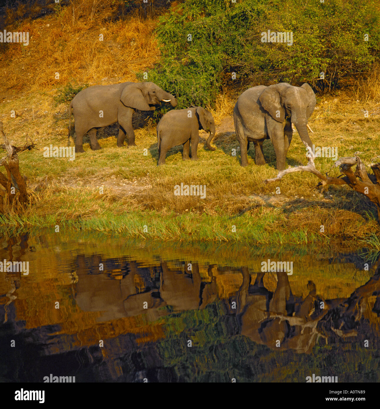 Two elephants lovely animals hi-res stock photography and images - Alamy
