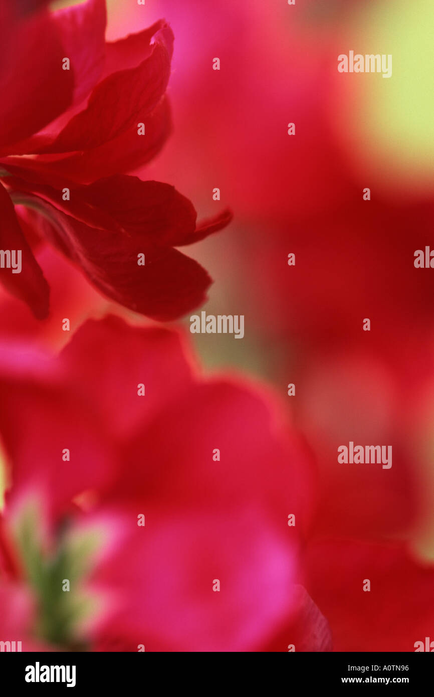 Matthiola incana red hi-res stock photography and images - Alamy