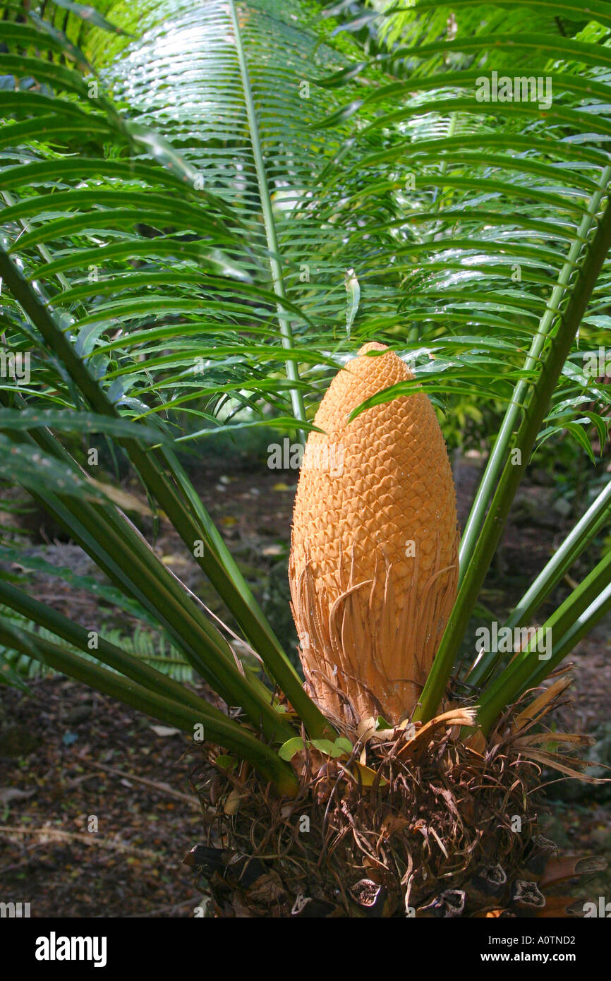 Large seed protrusion from tropical Cycad tree Stock Photo - Alamy