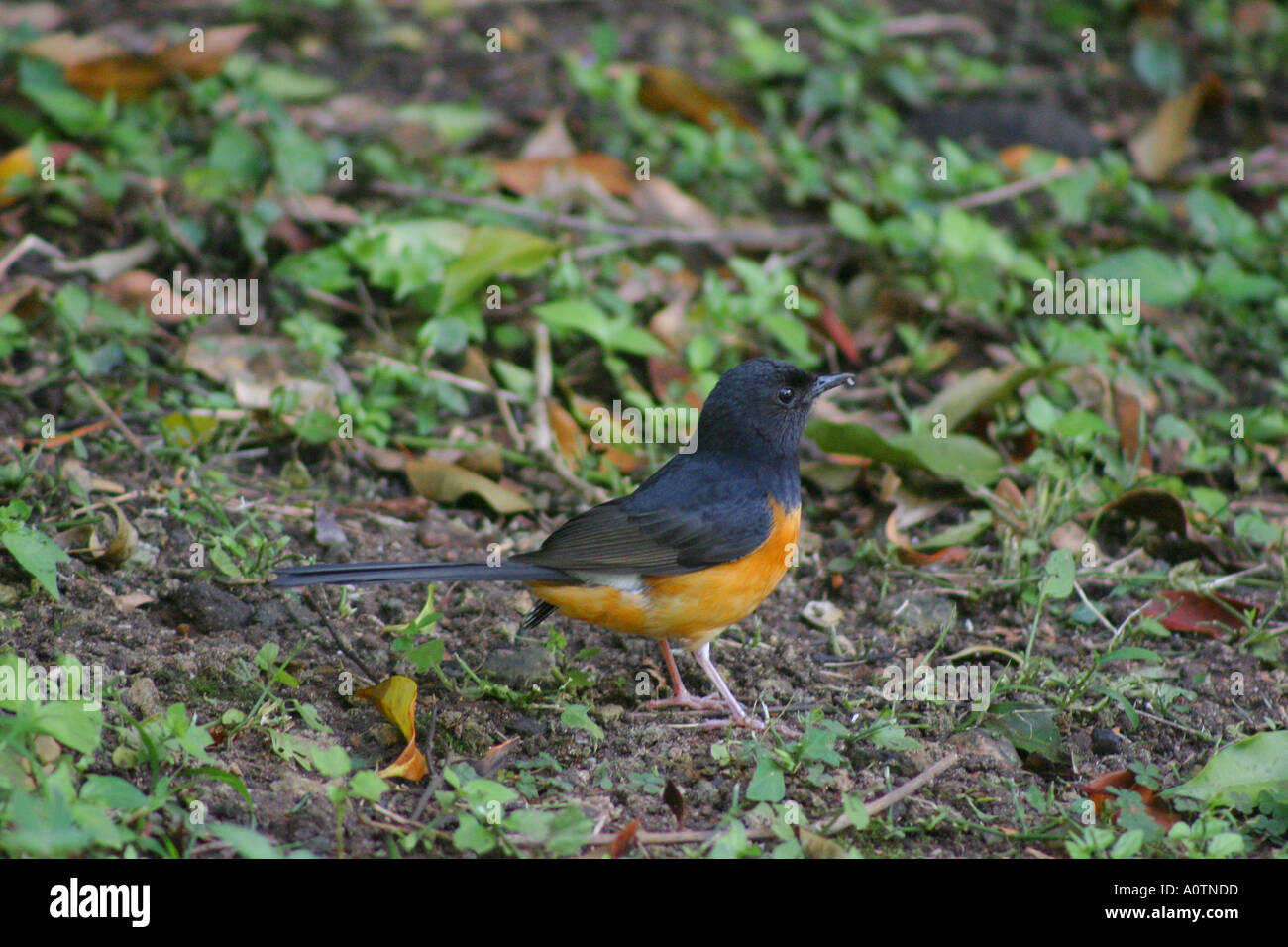 White rumped shama a bird native to malaysia Stock Photo - Alamy
