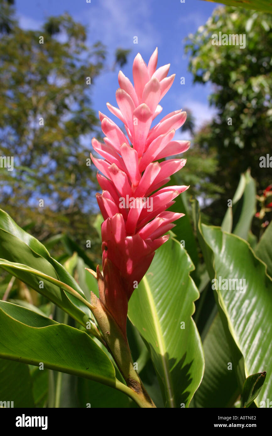 Pink tropical ginger flower against green leaves and blue sky Stock ...