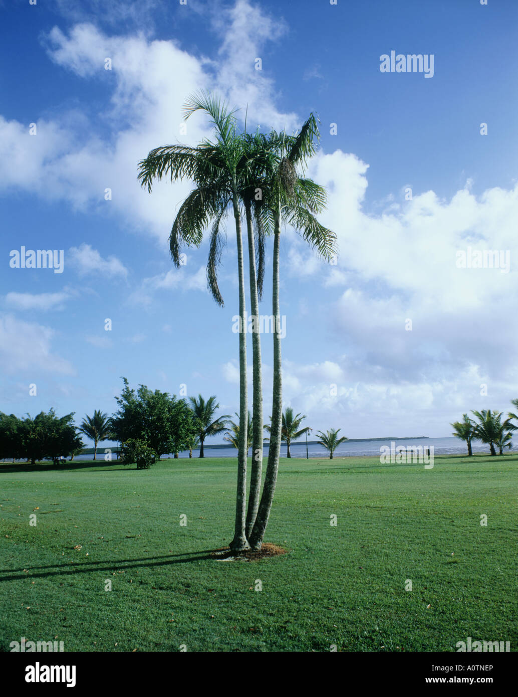 Palm Trees along Trinity Bay Stock Photo - Alamy