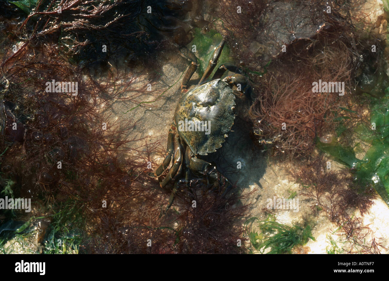 Crab in rockpool hi-res stock photography and images - Alamy