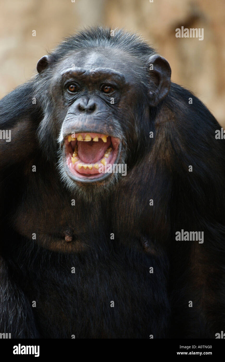 Chimpy hi-res stock photography and images - Alamy