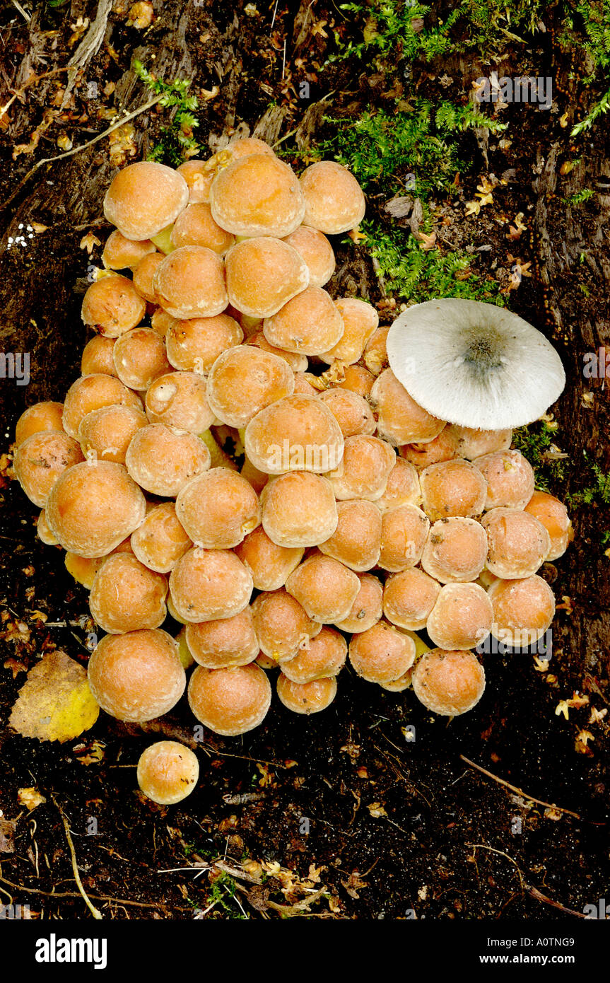 Upright tuft hi-res stock photography and images - Alamy