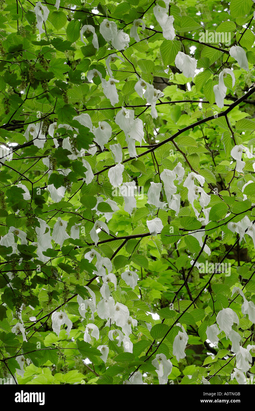 Flowering dove tree hi-res stock photography and images - Alamy