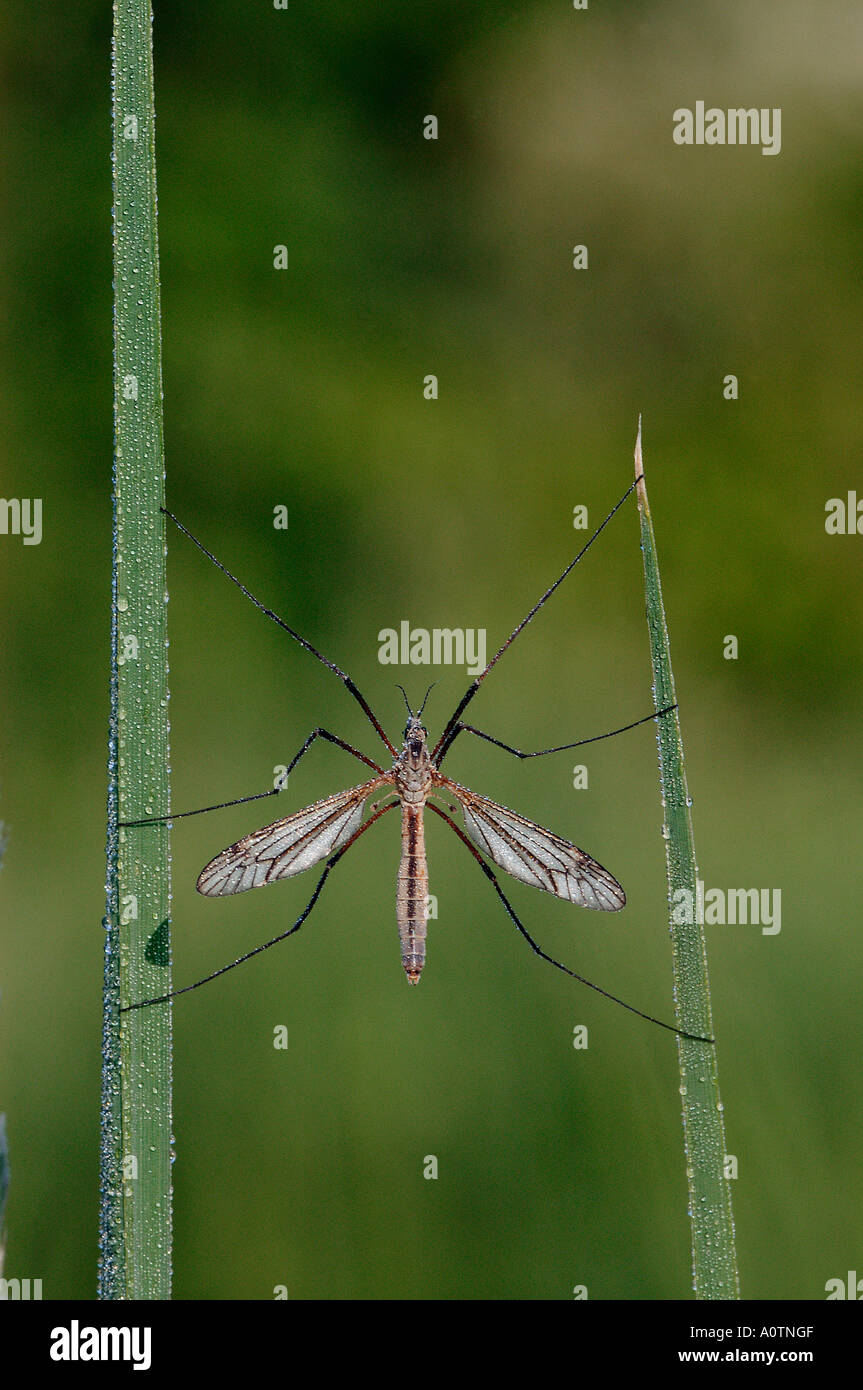 Cranefly / Daddy-Long-Leg Stock Photo - Alamy