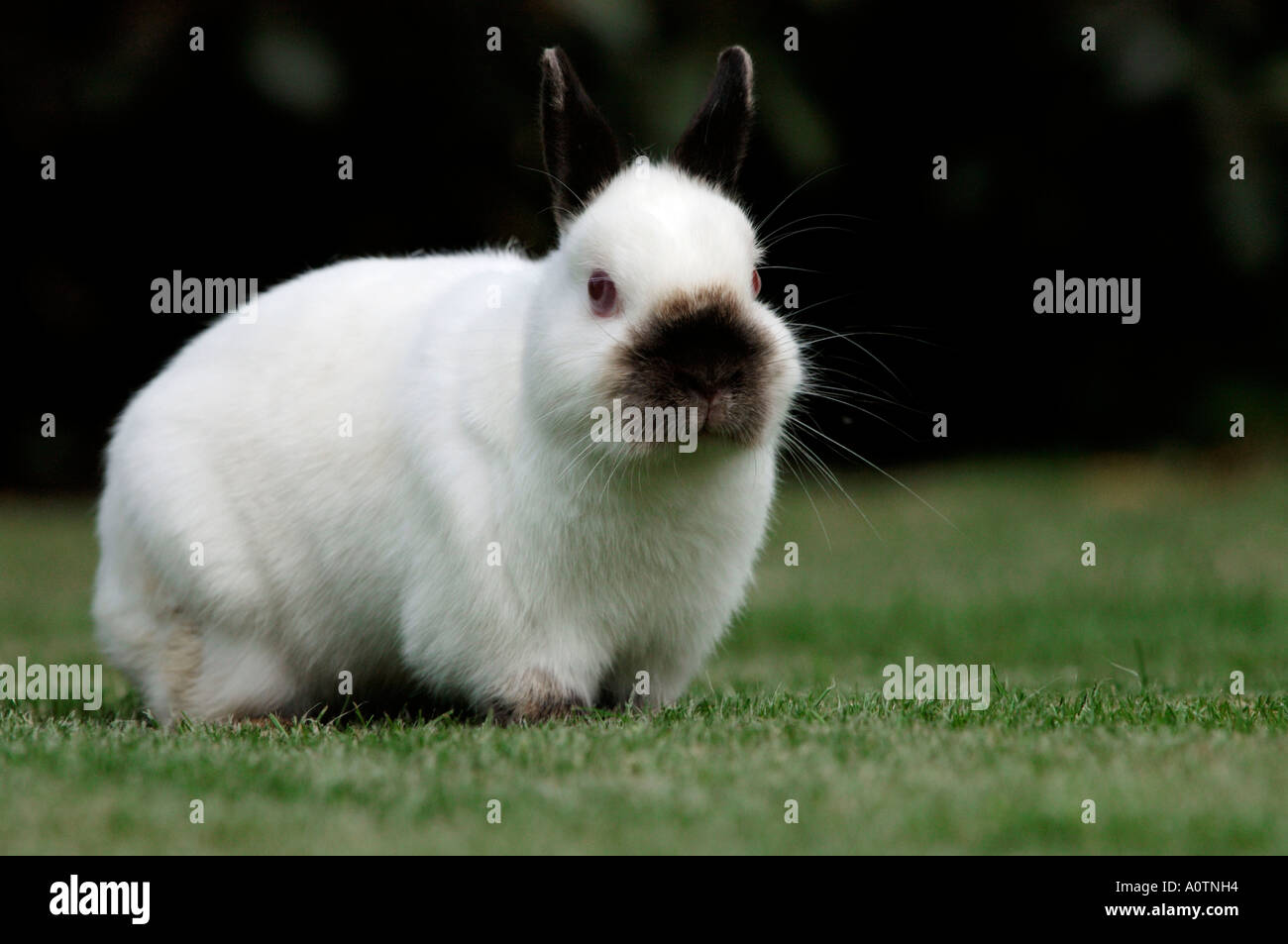 Himalayan rabbit hi-res stock photography and images - Alamy