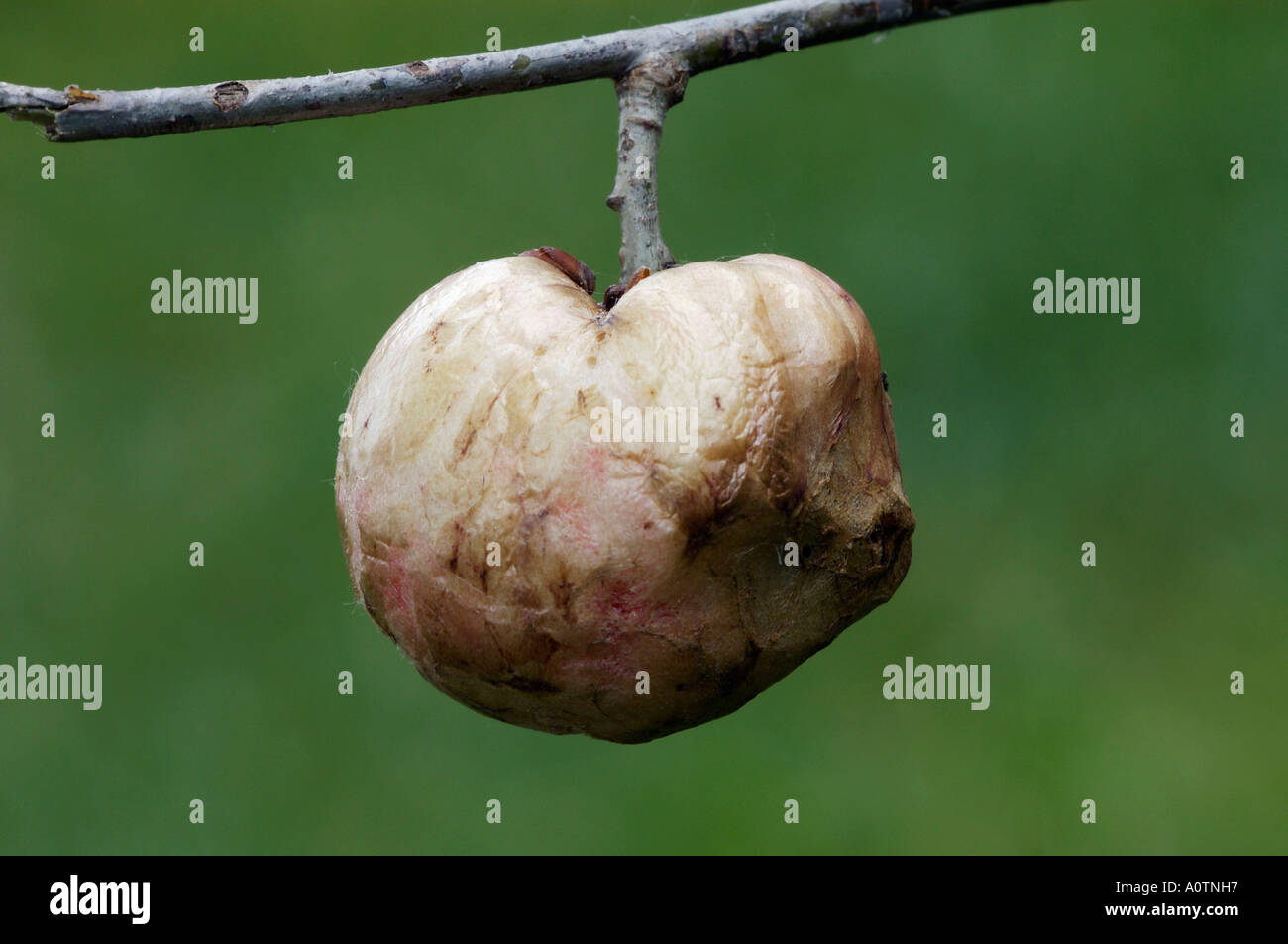 Oak Apple Gall Wasp Stock Photo - Alamy