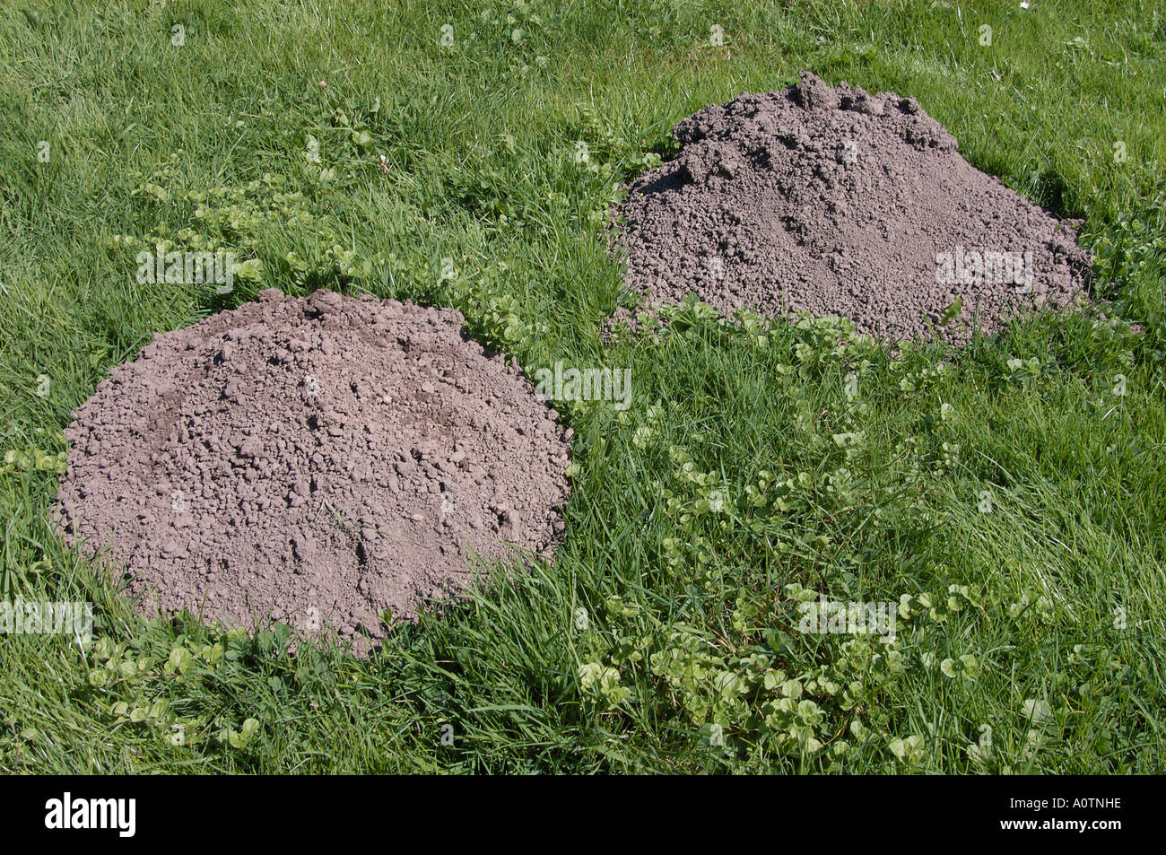 European mole talpa europaea north hi-res stock photography and images ...