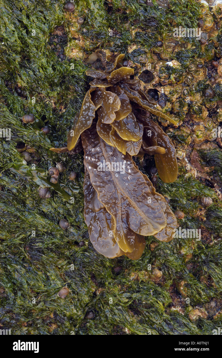 Wrack hi-res stock photography and images - Alamy