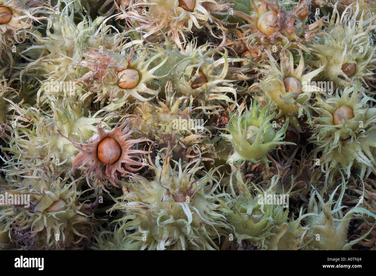 Turkish Filbert Stock Photo, Royalty Free Image: 5752803 - Alamy