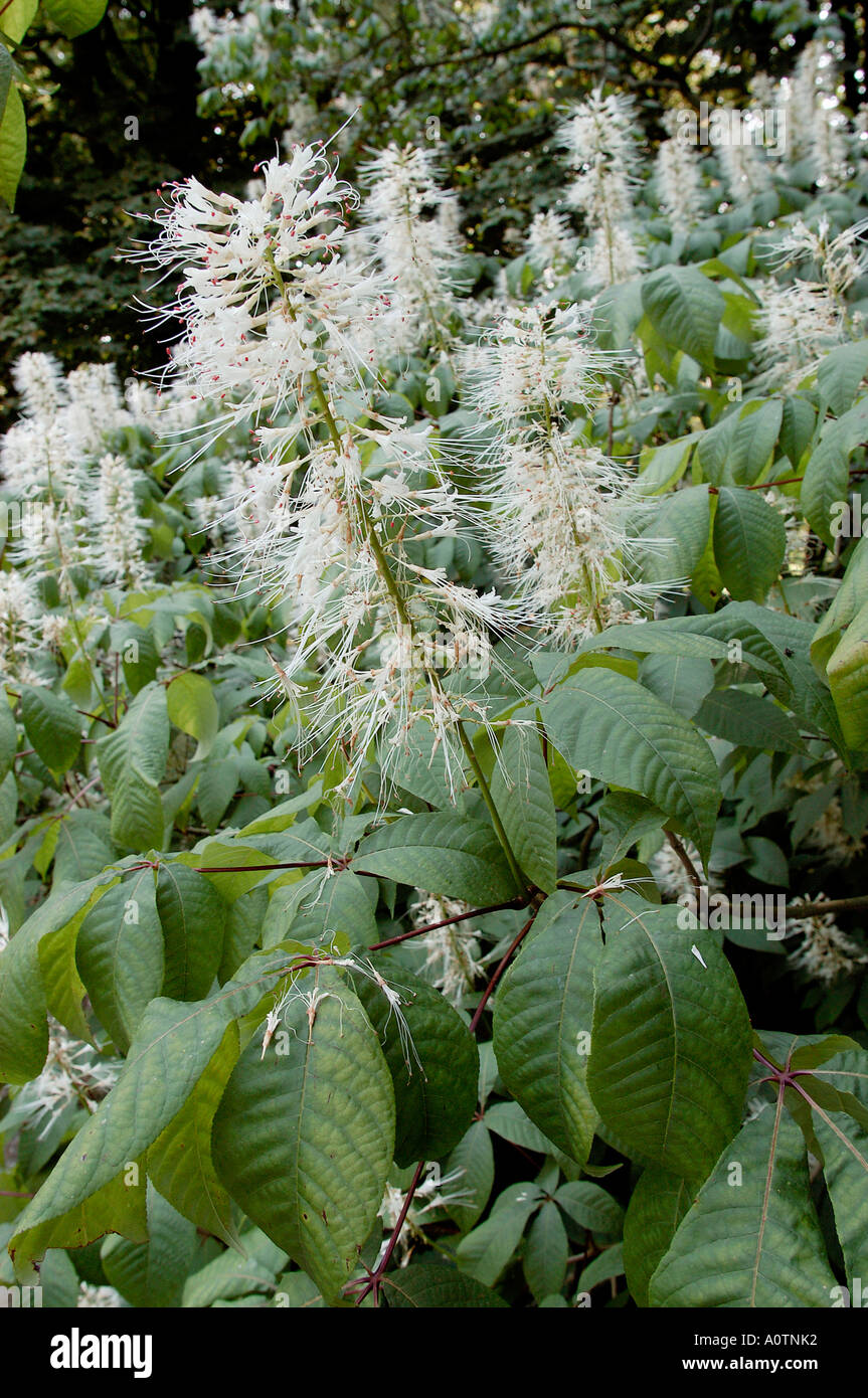 Aesculus parviflora bottlebrush buckeye hi-res stock photography and ...