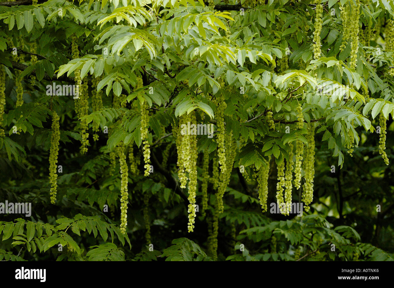 Wingnut hi-res stock photography and images - Alamy