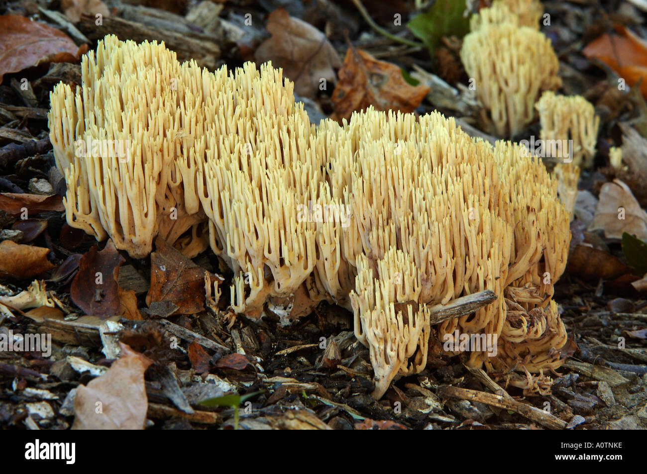 Yellow Tipped Coral Stock Photo - Alamy