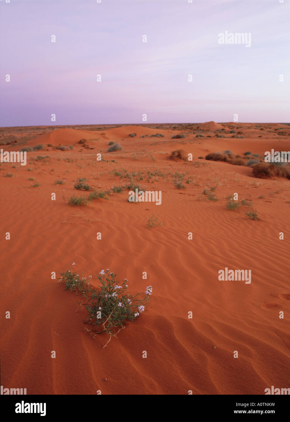 Simpson desert australia hi-res stock photography and images - Alamy