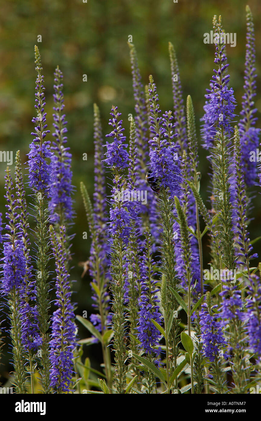 Long Leaf Speedwell Stock Photo - Alamy