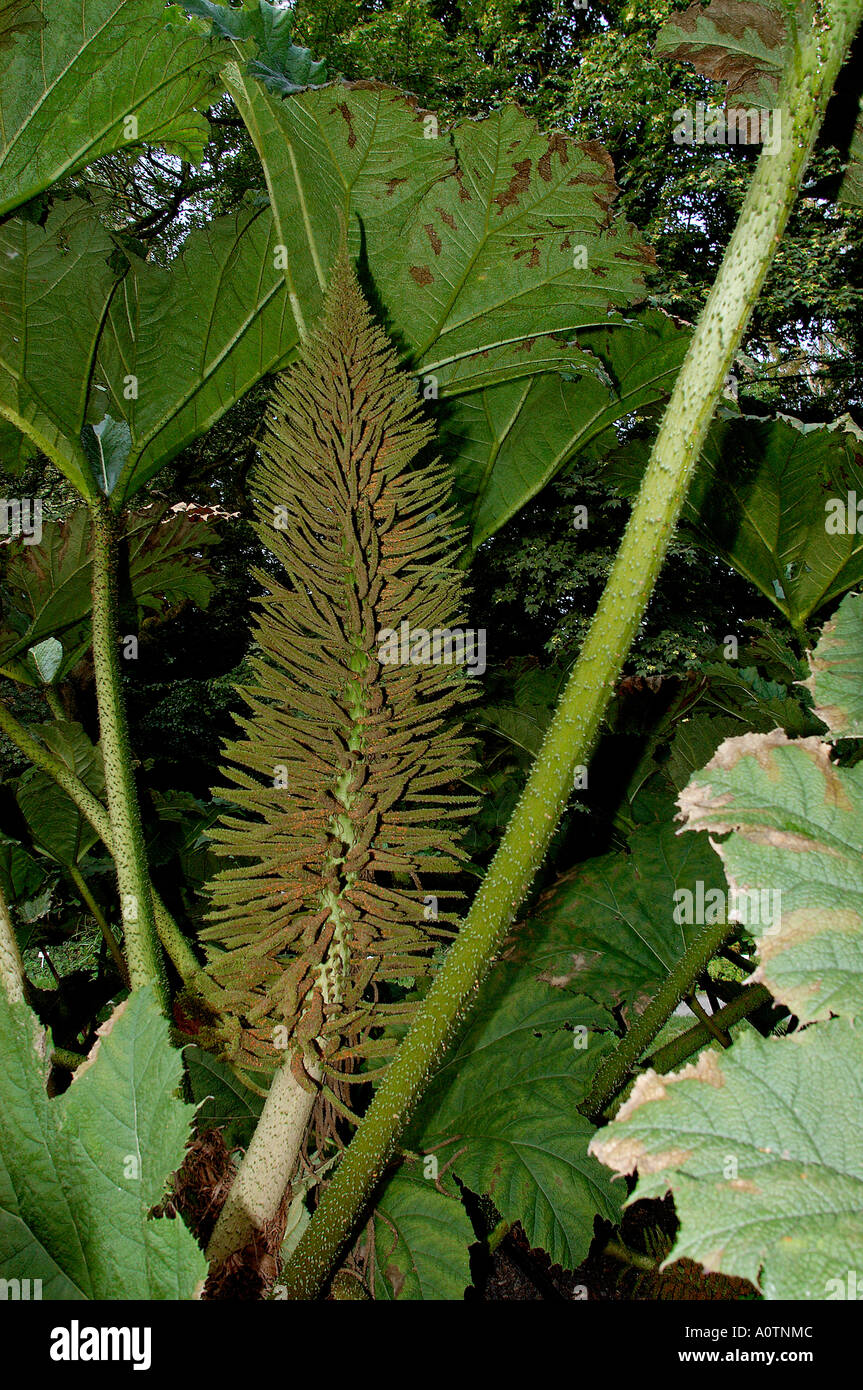 Giant Rhubarb / Giant Gunnera Stock Photo - Alamy