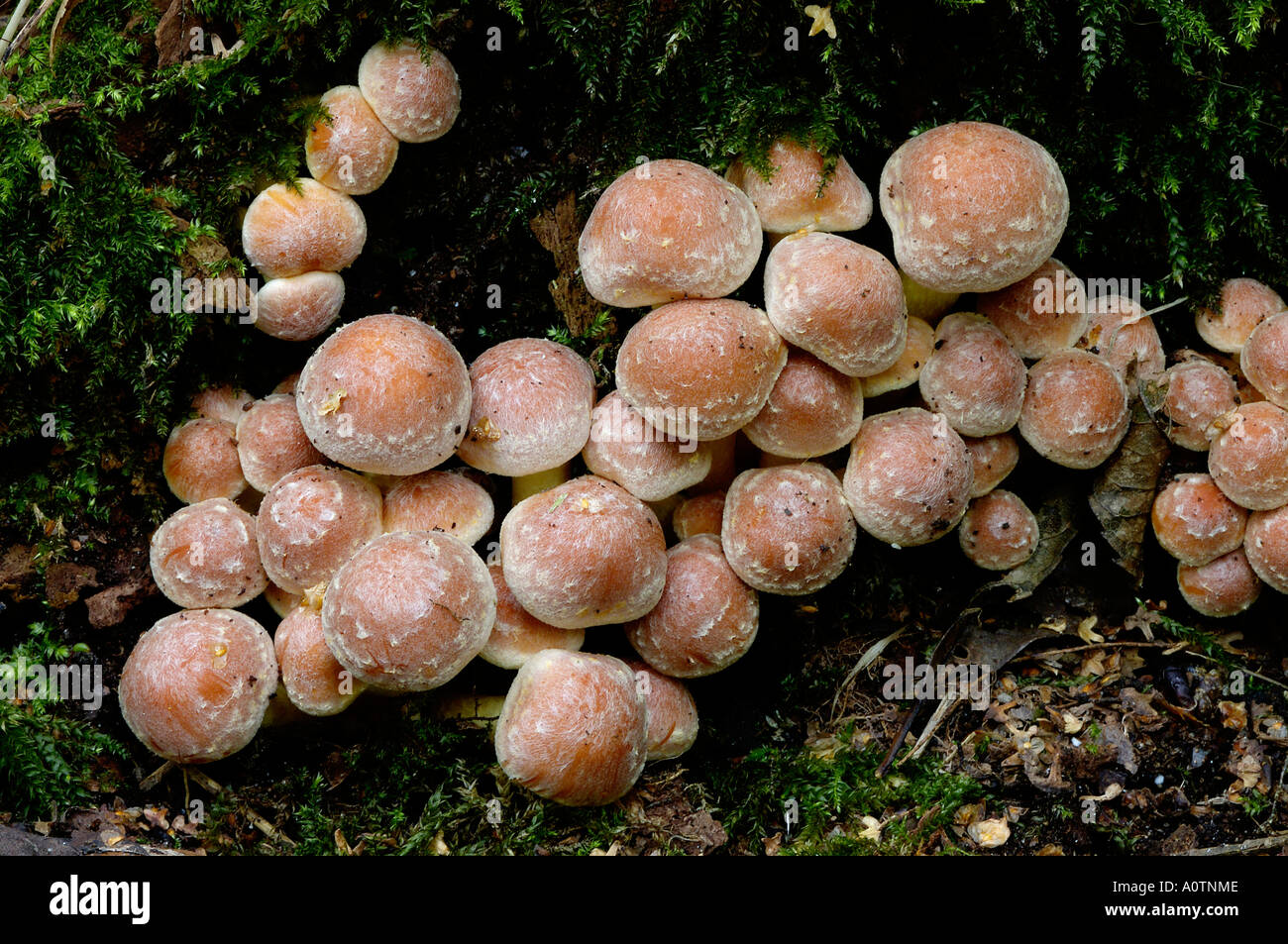 Brick tuft hi-res stock photography and images - Alamy