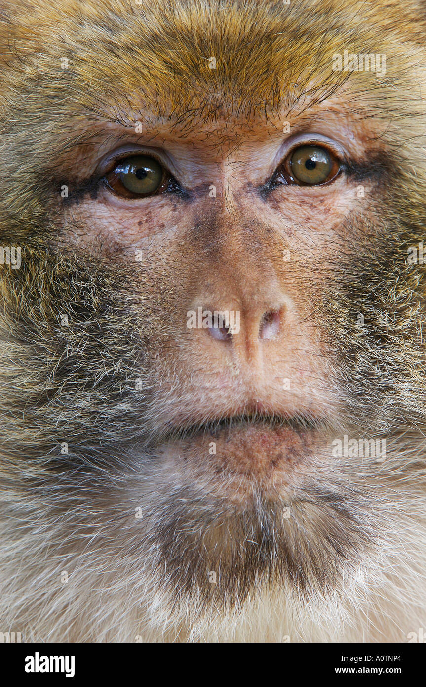 Barbary Monkey / Barbary Ape Stock Photo - Alamy