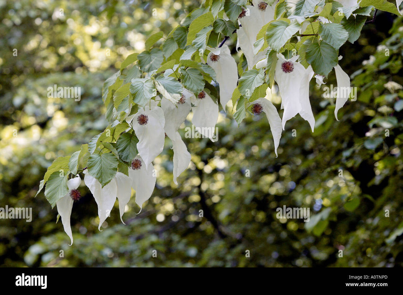 Flowering dove tree hi-res stock photography and images - Alamy