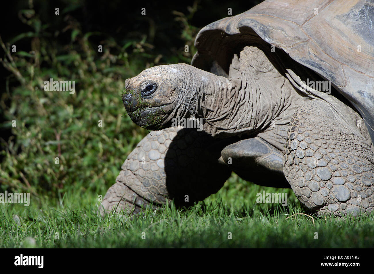 Seychelles Giant Tortoise Stock Photo - Alamy