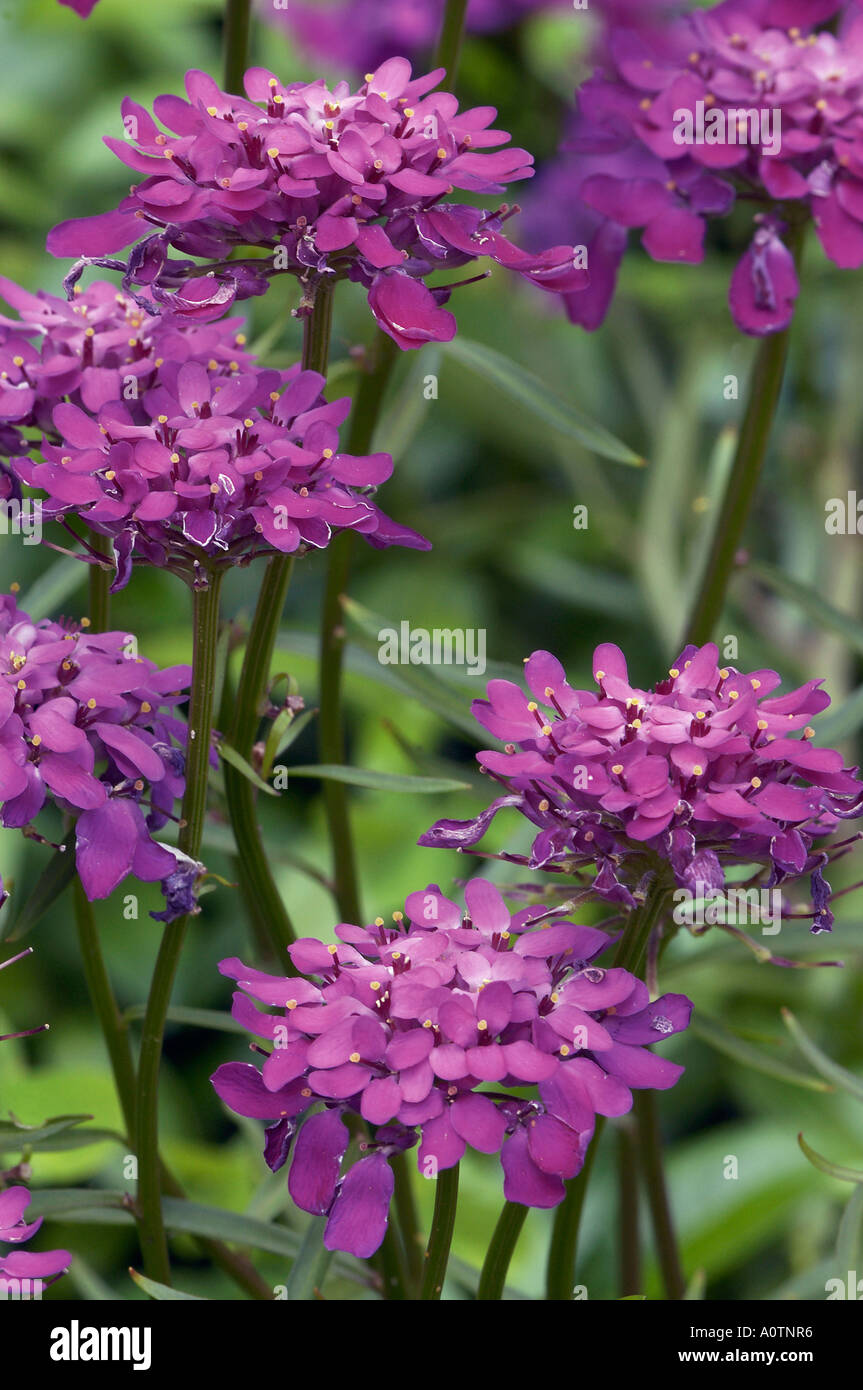 Globe Candytuft / Common Candytuft Stock Photo - Alamy