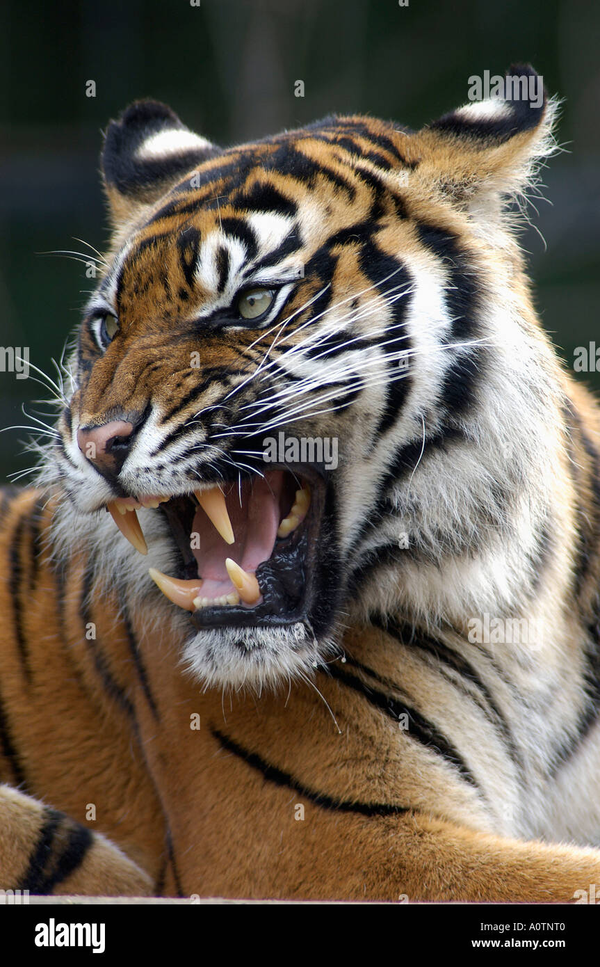 Hissing tiger hi-res stock photography and images - Alamy