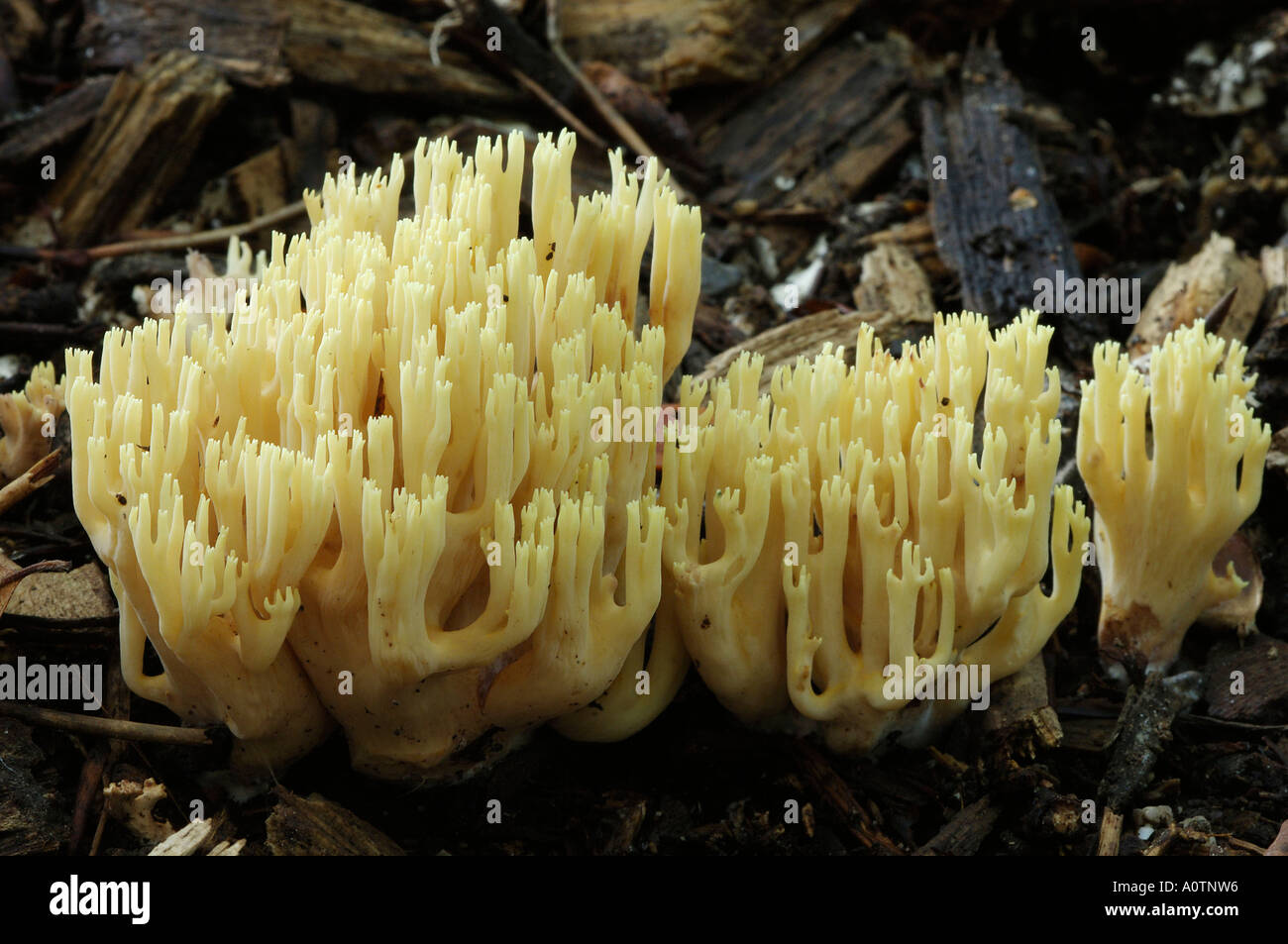 Yellow Tipped Coral Stock Photo - Alamy