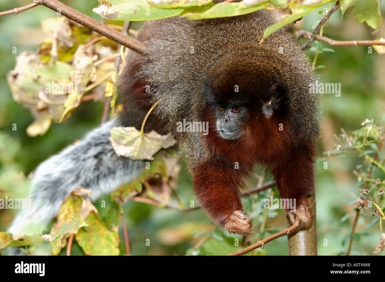 Red Titi / Titi Monkey Stock Photo - Alamy