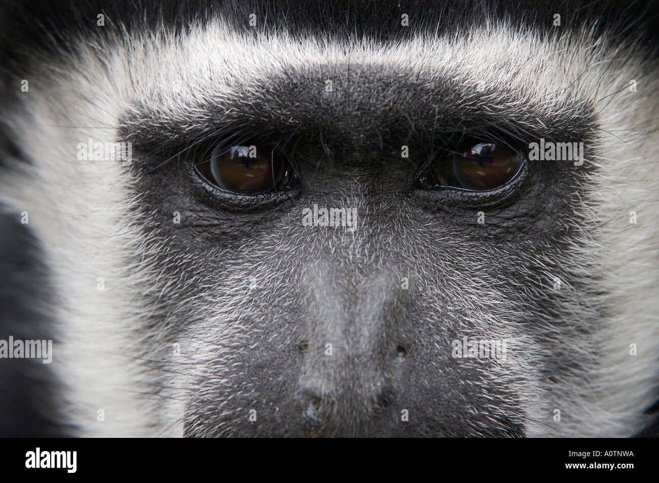 Monkey mammals mammal animal animal eye eyes primates hi-res stock ...
