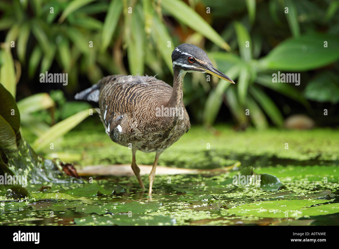 Sun bittern bird hi-res stock photography and images - Alamy
