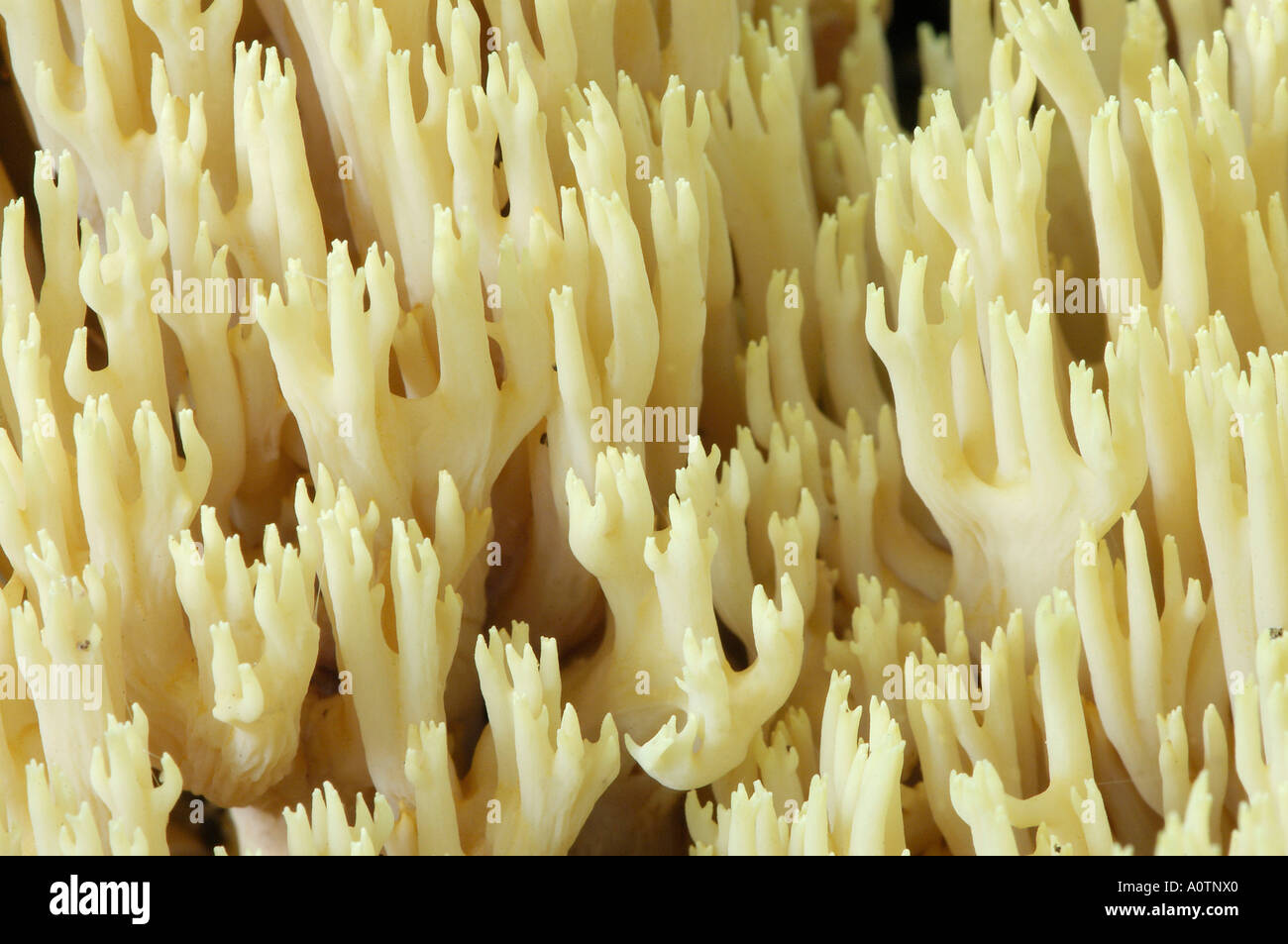 Yellow Tipped Coral Stock Photo - Alamy