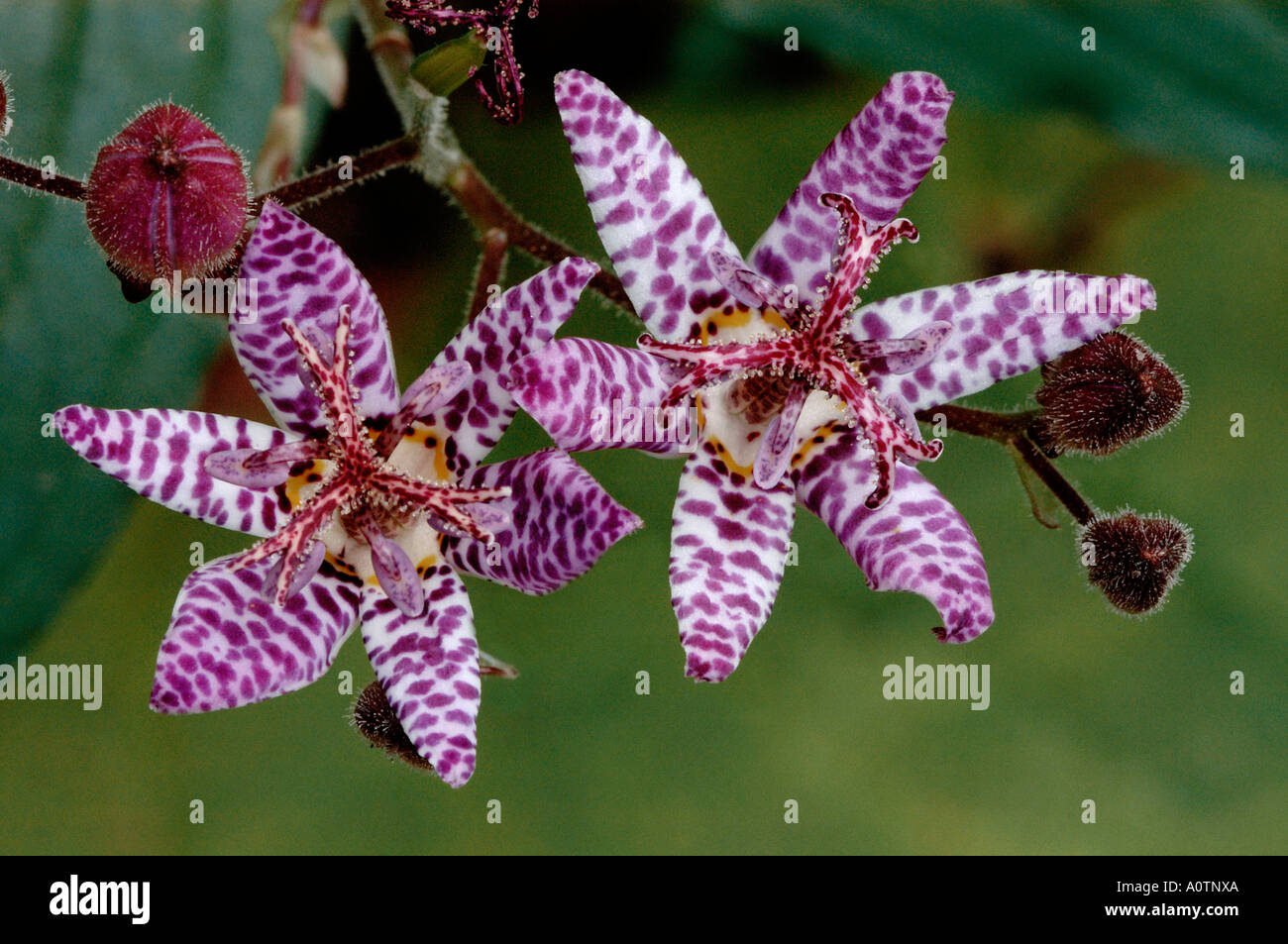 Toad lily tricyrtis hi-res stock photography and images - Alamy