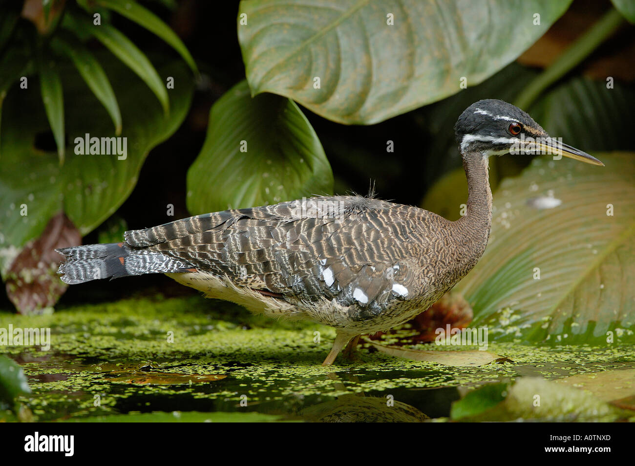 Sun bittern bird hi-res stock photography and images - Alamy