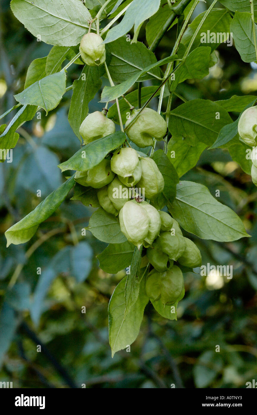 Bladder nut hi-res stock photography and images - Alamy